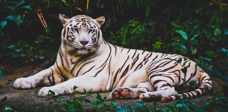 Brave not Fearless | St. Margaret Mary Church